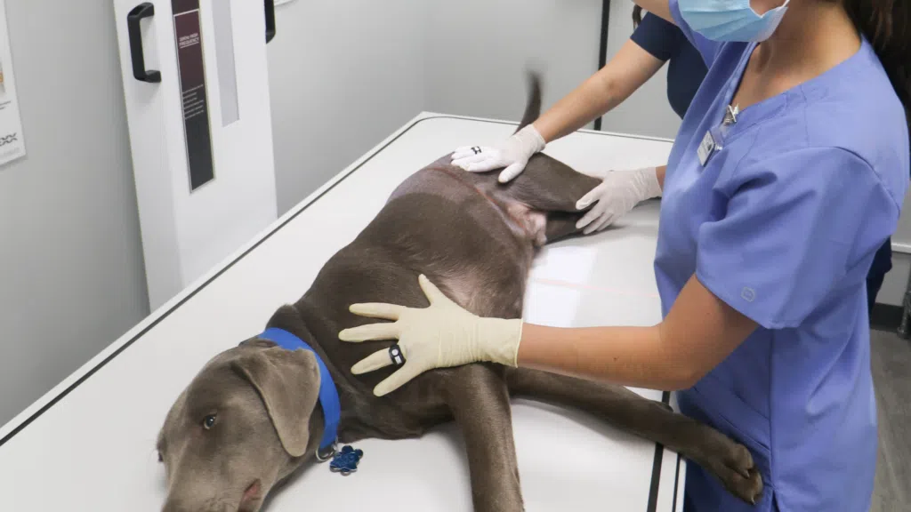 Radiation Safety Programs: A Comprehensive Guide | Radiation Detection ...